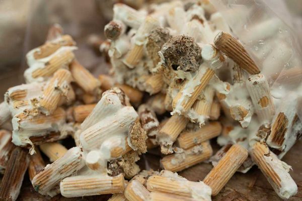 Inóculo de seta shiitake ⋆ Fungi natur