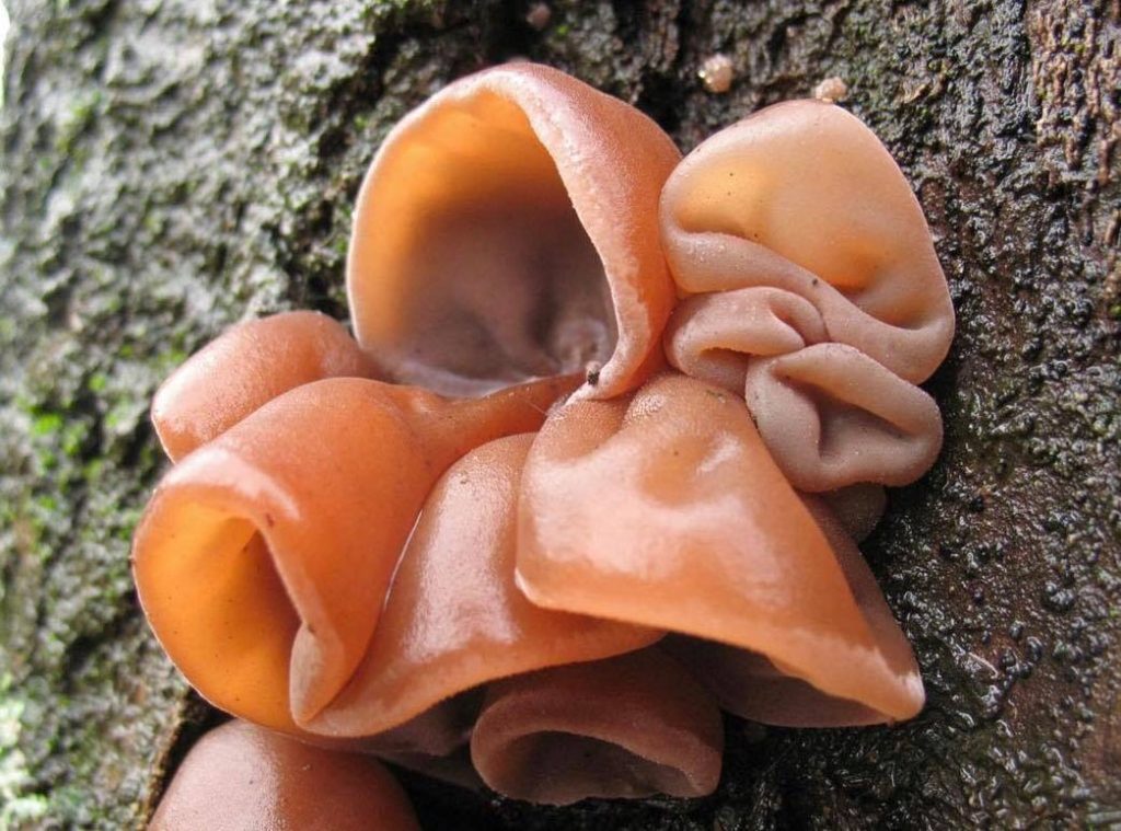 Judas Ear (Auricularia auricula-judae) ⋆ Fungi natur