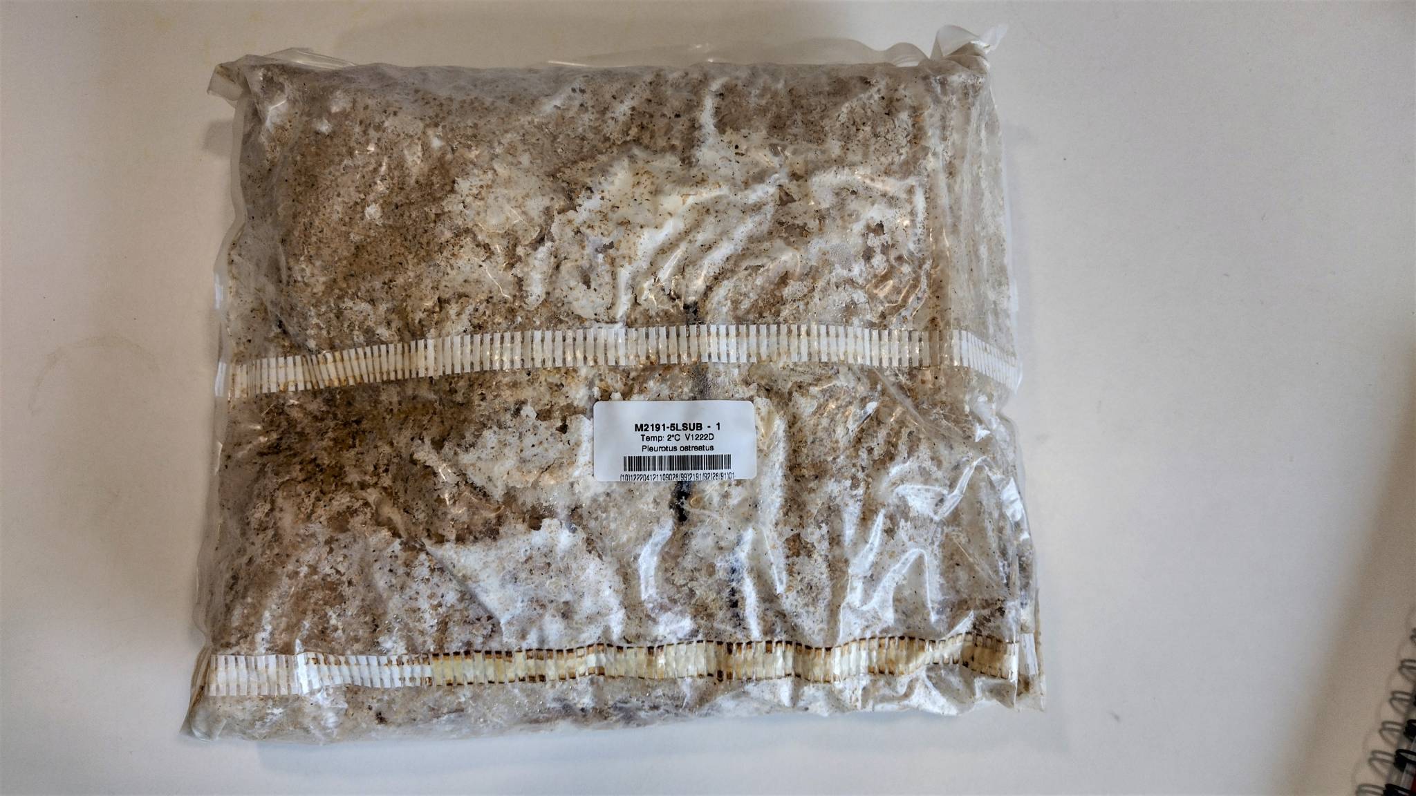 Micelio Seta de ostra (Pleurotus ostreatus) en grano ⋆ Fungi natur