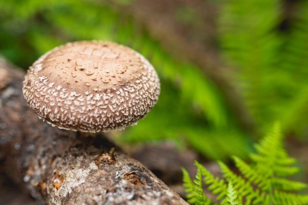 A mushroom a week: oak-grown shiitake ⋆ Fungi natur